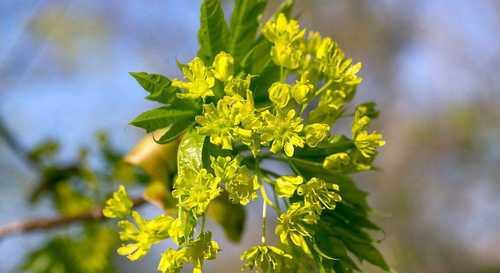Клен остролистный 'Globosum'