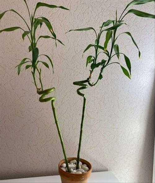 Драцена sandero бамбук