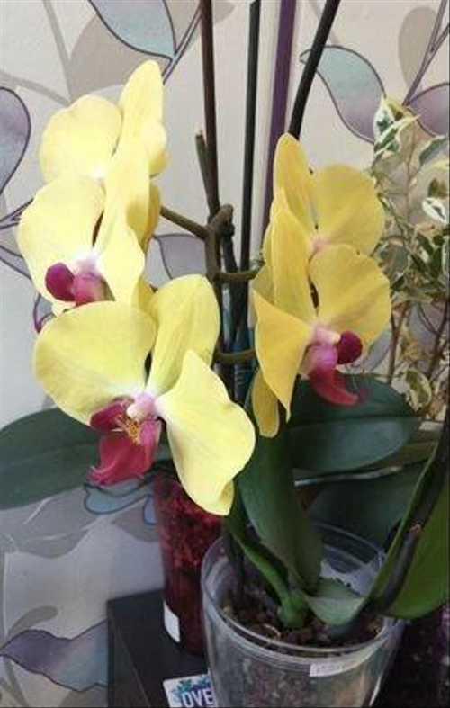 Орхидея фаленопсис голдион