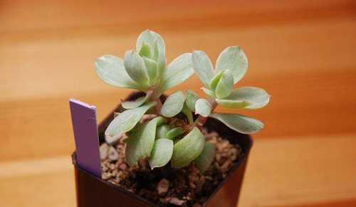 Echeveria "Mocha" variegata (LAE31093)
