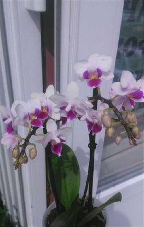 Орхидея фаленопсис мультифлора