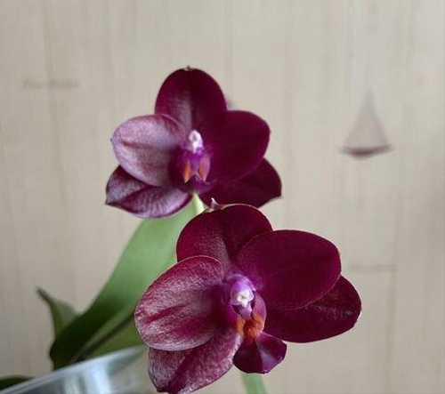 Орхидея Phal Mituo King ‘Red Pepper’