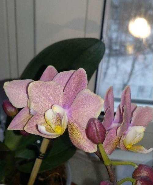 Орхидея фаленопсис Парфюмерная фабрика Одорион
