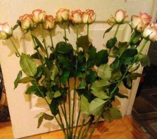 Розы белые, 60 см, 11 штук
