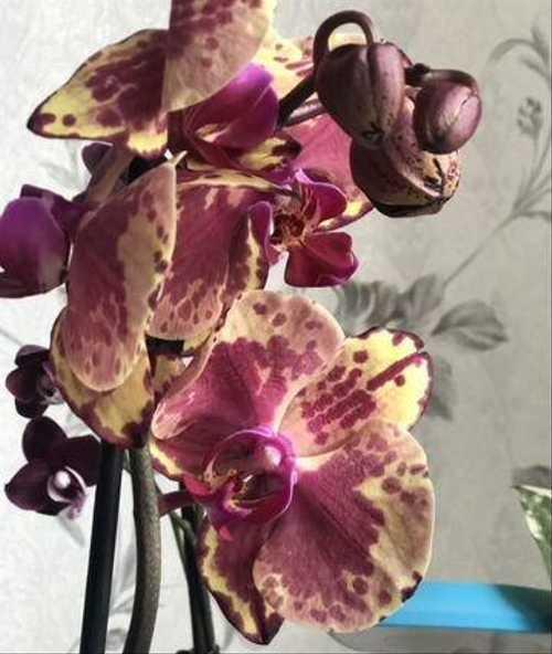 Орхидея фаленопсис Arks ray isa Аркс Рей 2 цветоно