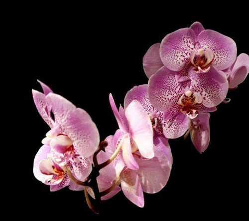 Орхидея в стекле 960193 Фаленопсис 2 ветви