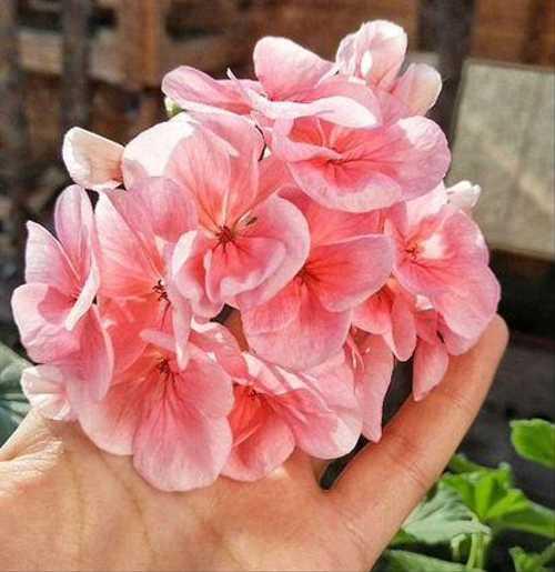 Пеларгония герань сортовая