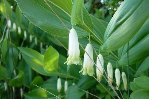 Цветы-многолетние для сада