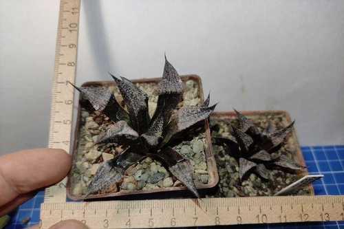 Haworthia Хавортии в ассортименте 3