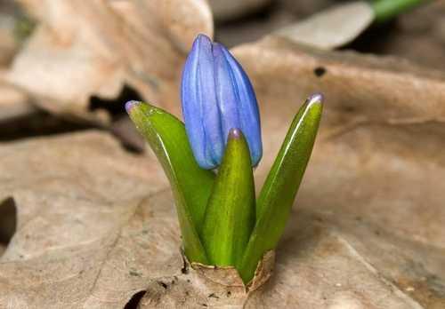 Пролеска / Сцилла