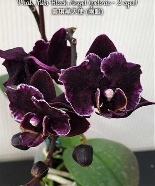 Орхидея Miki Black Angel (peloric - 2 eyes)