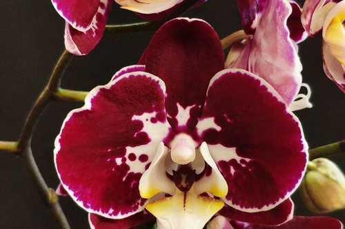 Орхидея фаленопсис Armion