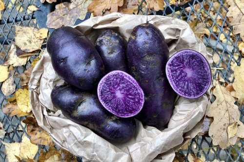 Картофель фиолетовый семенной