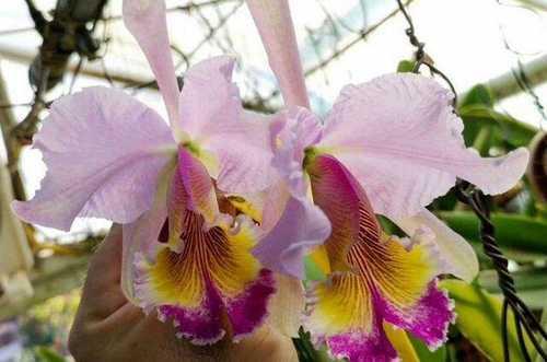 Cattleya Fabia (C. dowiana Aurea x C. labiata)