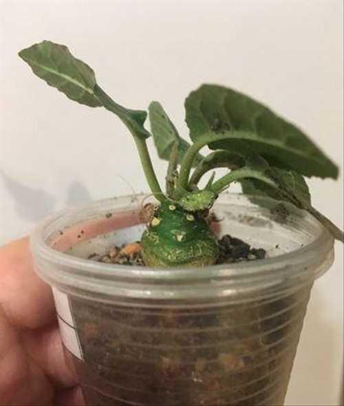 Дорстения dorstenia foetida