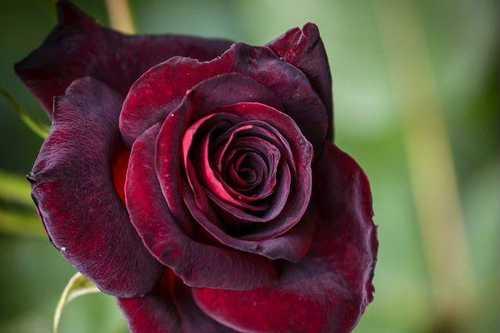 Роза чайная 'black baccara' (С4)