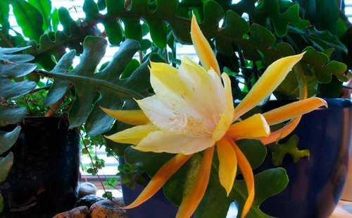 Кактус Epiphyllum Anguliger