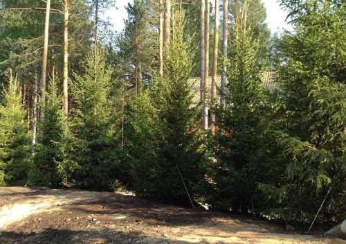 Посадка деревьев ели и сосны обыкновенной