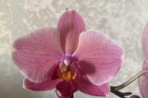 Орхидея Нарбона