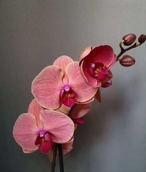 Орхидея фаленопсис Азиан корал