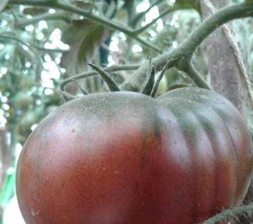 Семена помидора "Цыган"