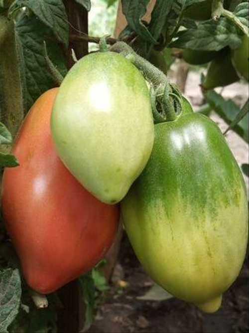 Семена томатов из серии гномы