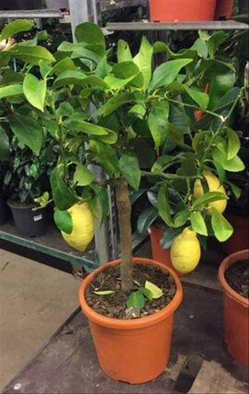 Лимонное Дерево с плодами и цветами Н-70 см