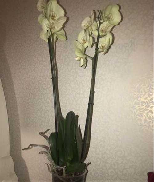 Орхидея фаленопсис Яра Брайт