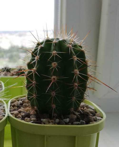 Кактус трихоцереус (цереус) trichocereus