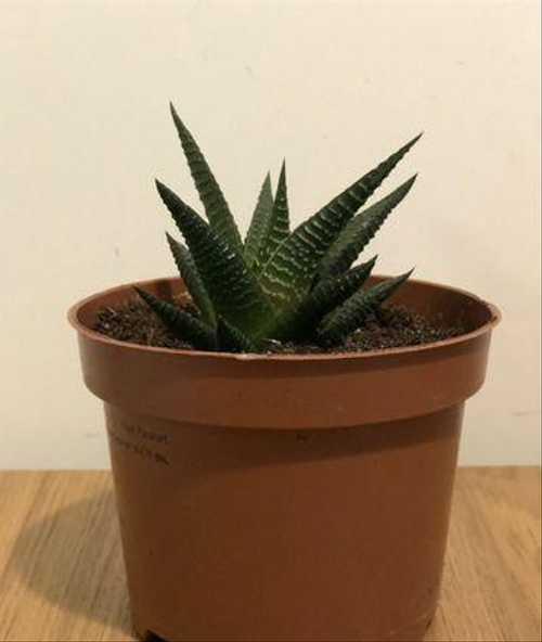 Хавортия полосатая (Haworthia)