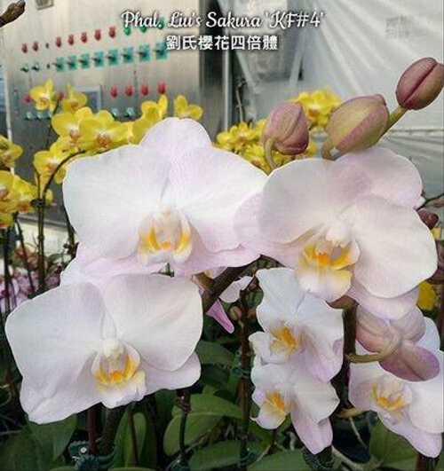 Орхидея фаленопсис Phal. Liu's Sakura 'KF#4'