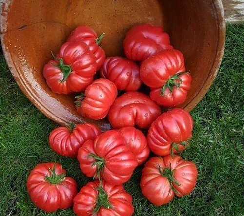 Рассада гибридных томатов