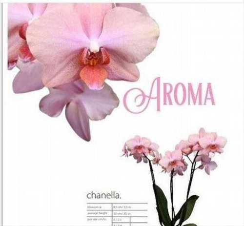 Орхидея фаленопсис Шанелла
