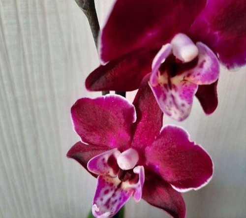 Орхидея Cranberry Cha Cha