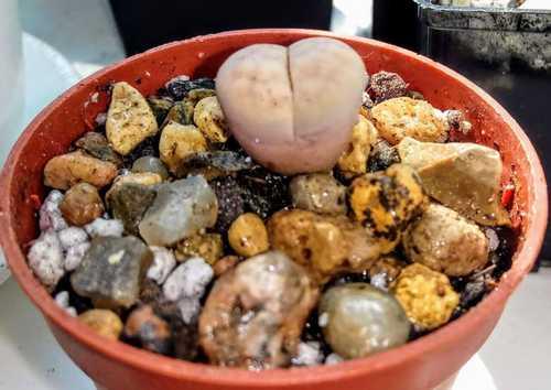 Литопсы (Lithops). Суккуленты
