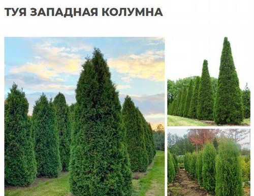 Туя с питомника