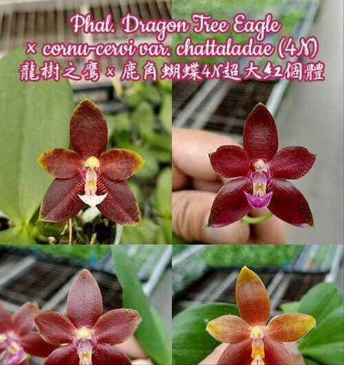 Phal. Dragon Tree Eagle cornu-cervi var. chattal
