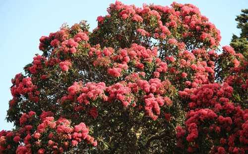 Дерево - Эводия хубейская