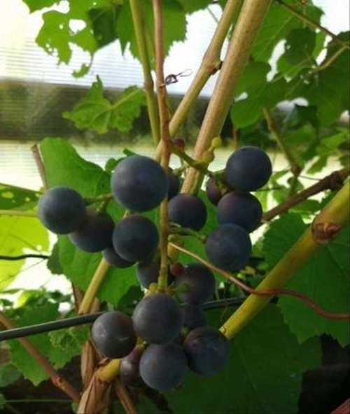 Виноград, укорененные черенки, сорт фиолетовый авг