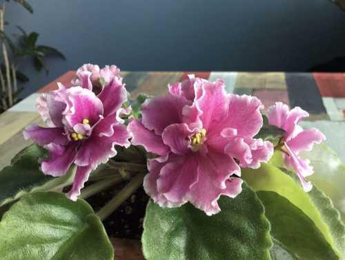 Фиалка ек-Подарок на Рождество