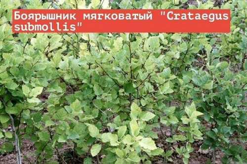 Боярышник мягковатый Crataegus submollis /С3 40