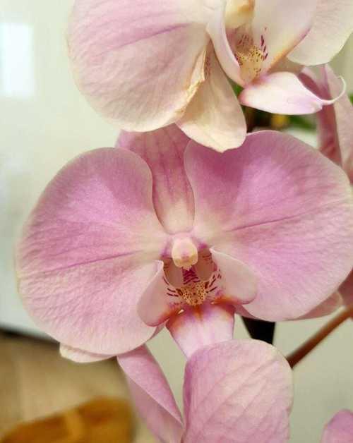 Орхидея фаленопсис Ром Розовая 94716