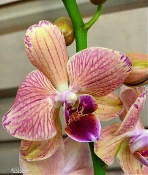 Орхидея фаленопсис Пират Пикотти мутация формы