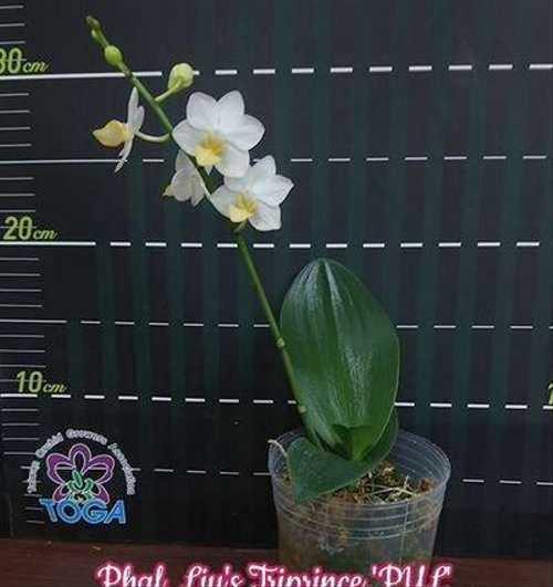 Орхидея Phal. Liu's Triprince 'PYL' B18 в наличии