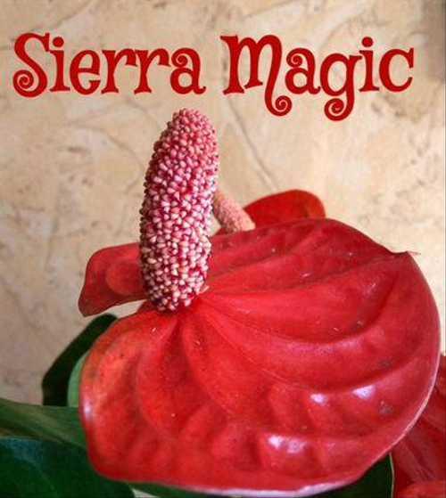 Антуриум сорт Sierra Magic (Сиерра Меджик)