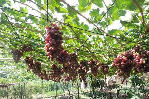 Саженцы винограда столовых сортов