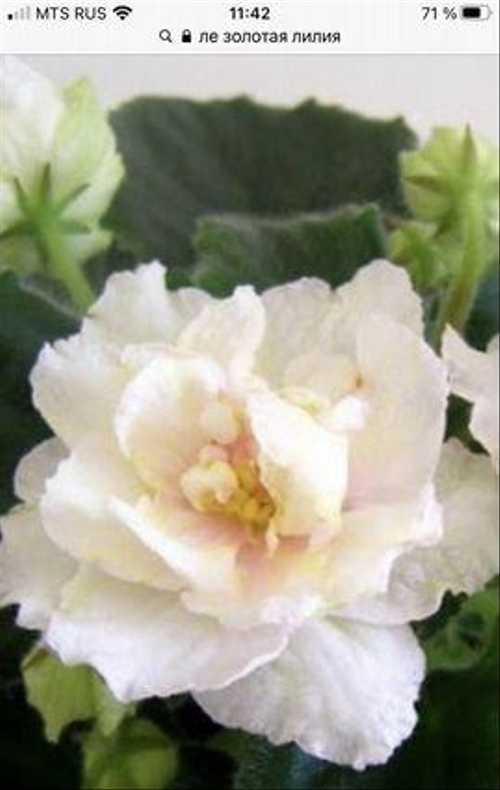 Ле золотая лилия фиалка фото и описание