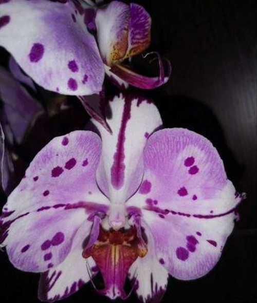 Орхидея фаленопсис Меджик Арт бабочка