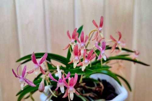 Орхидея neofinetia falcata