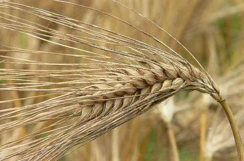 Семена яровых-пшеница лен нут горох ячмень травы
